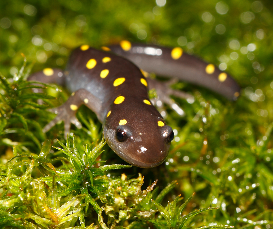 Finding Salamanders: Where To Look & Common Species — Fox Run ...
