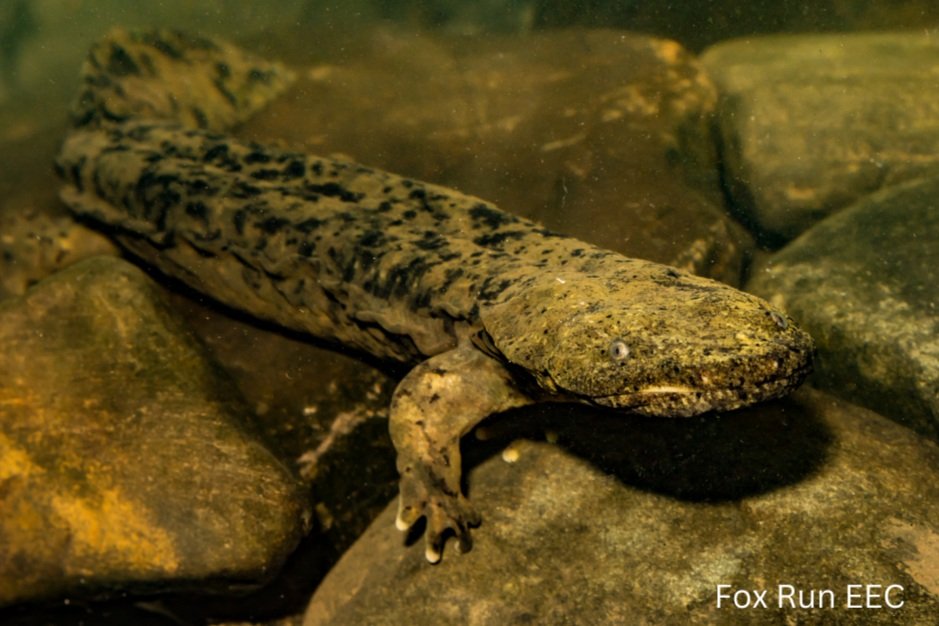 Freshwater Salamanders