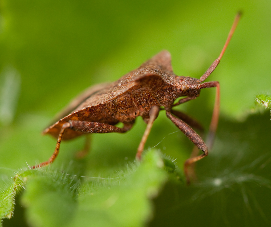 Squash Bug Predator