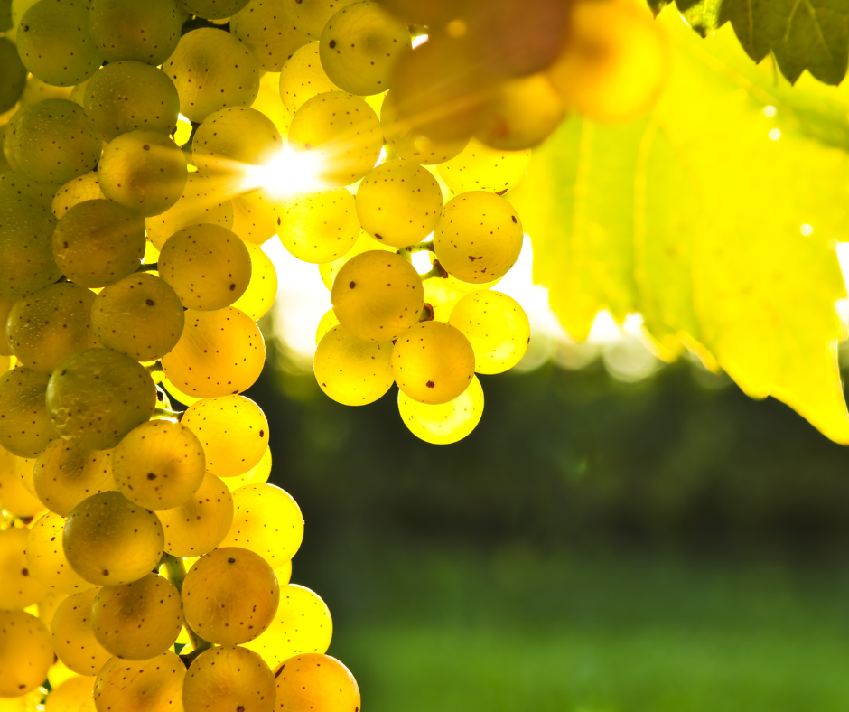Yellow Grapes