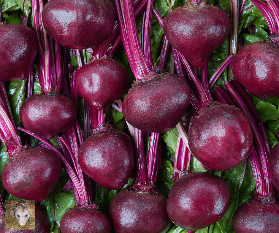Top 5 Mistakes Growing Beets in Zone 5 & 6 — Fox Run Environmental ...
