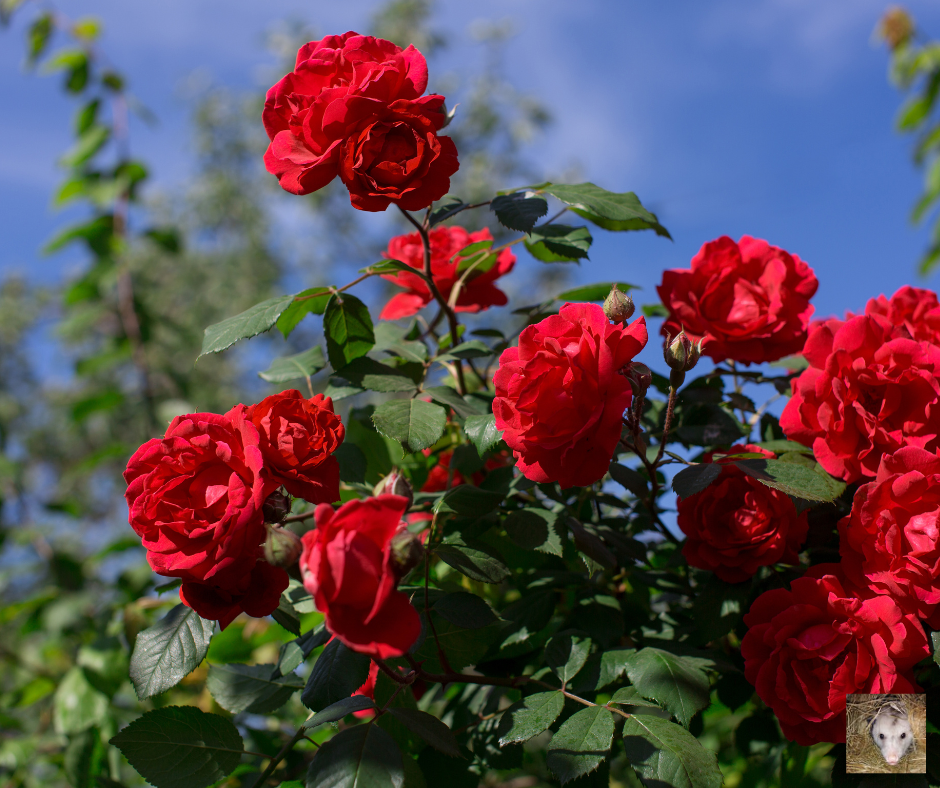 Organic Gardening and Self Sufficiency Blog — Fox Run Environmental ...