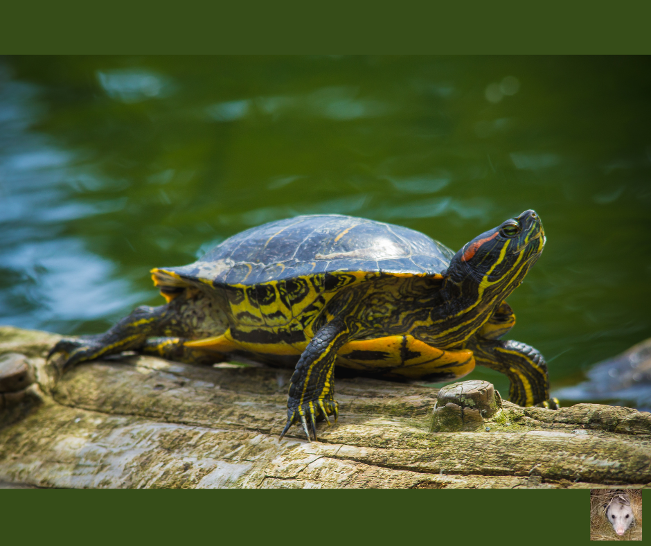 Red-Eared Slider Turtle: Native or Invasive Species — Fox Run ...