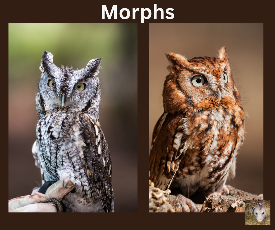 Wisconsin Owls: Whoo Are They & How To Find Them — Fox Run ...