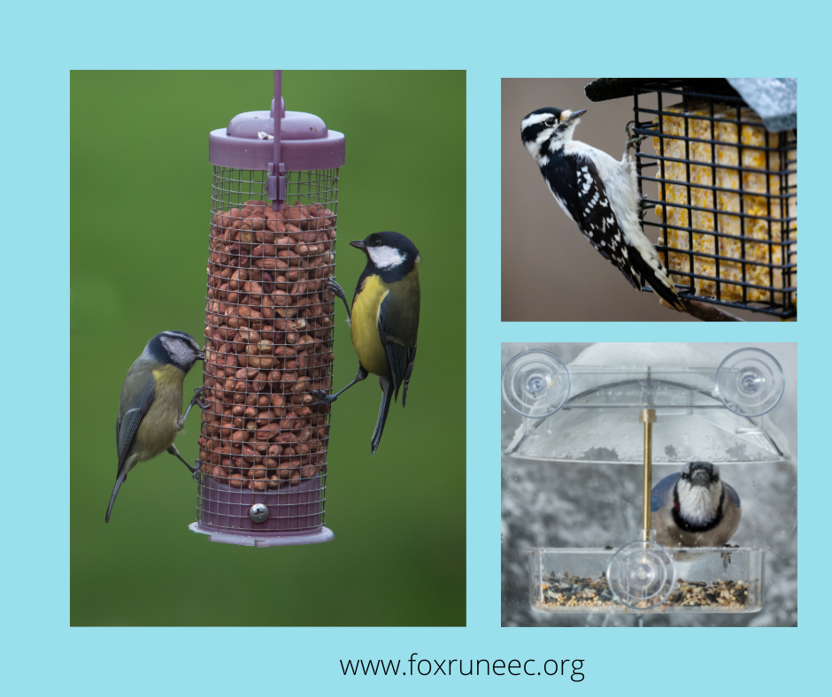 Choosing The Best Bird Feeder — Fox Run Environmental Education Center