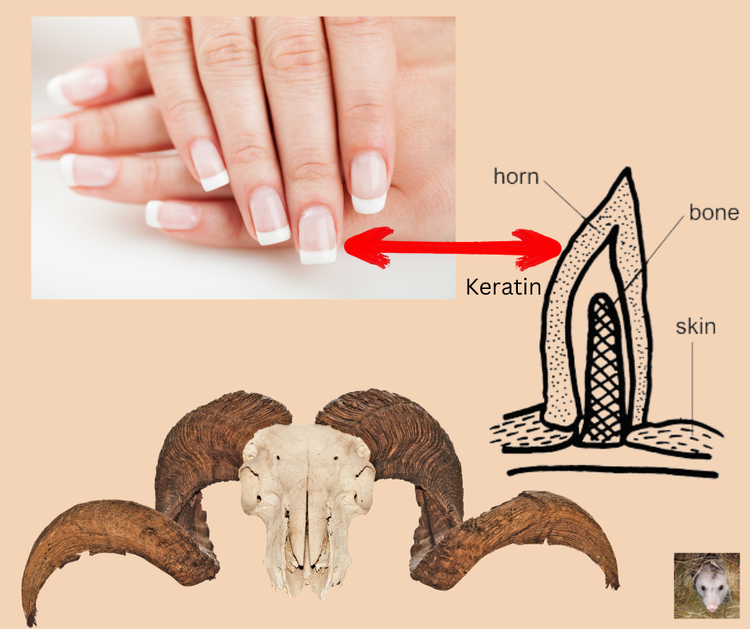 Horns VS Antlers: Which Are Best? — Fox Run Environmental Education Center