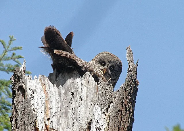 Wisconsin Owls: Whoo Are They & How To Find Them — Fox Run ...