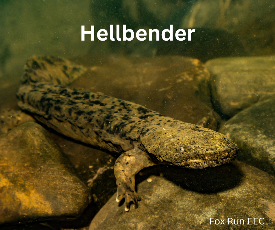 Finding Salamanders: Where To Look & Common Species — Fox Run ...