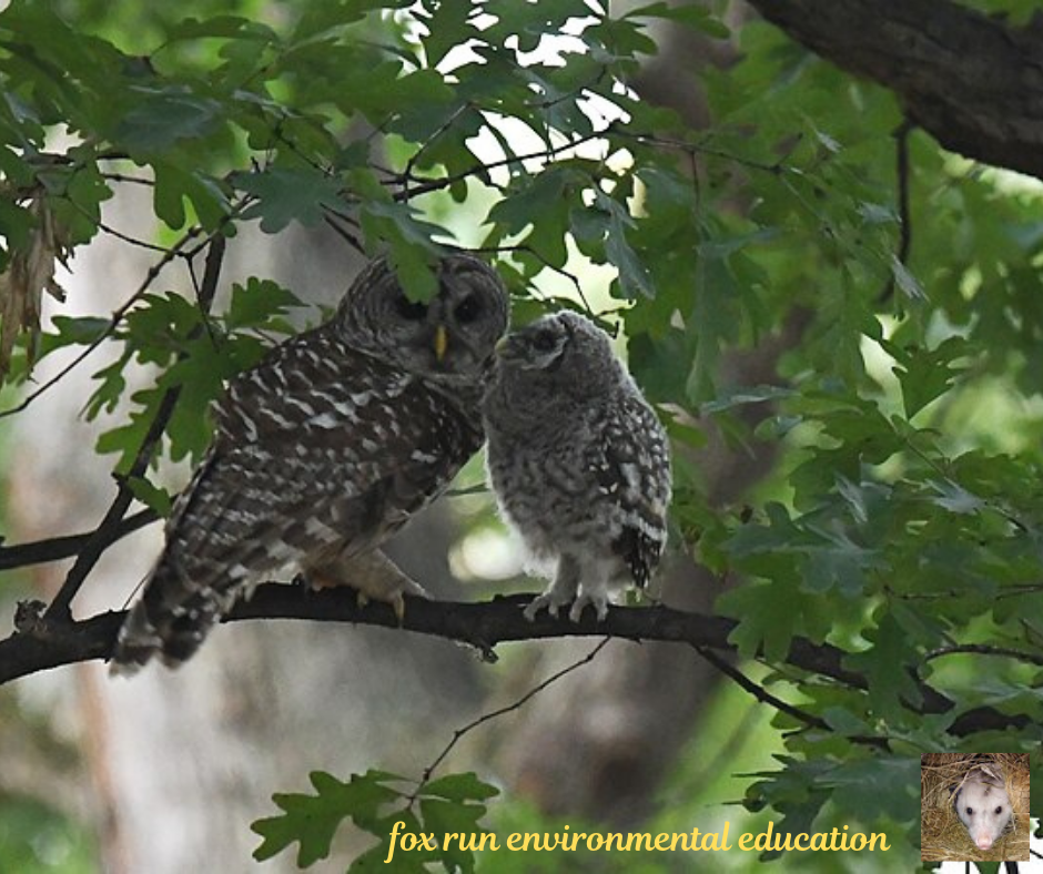 Wisconsin Owls: Whoo Are They & How To Find Them — Fox Run ...