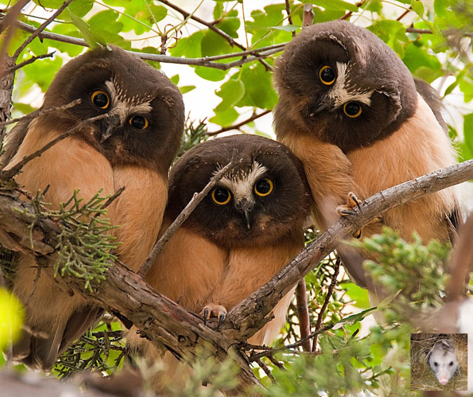 Wisconsin Owls: Whoo Are They & How To Find Them — Fox Run ...