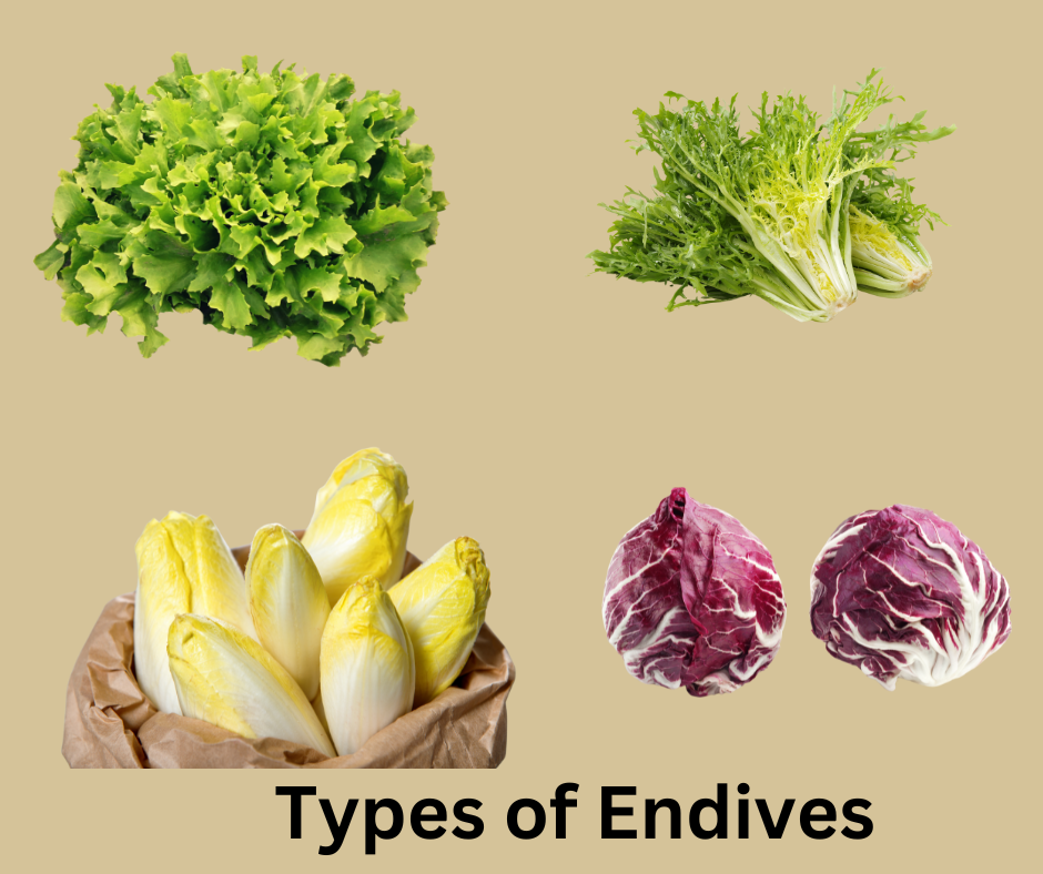 Grow Endive and Radicchio in Zone 6 — Fox Run Environmental Education ...