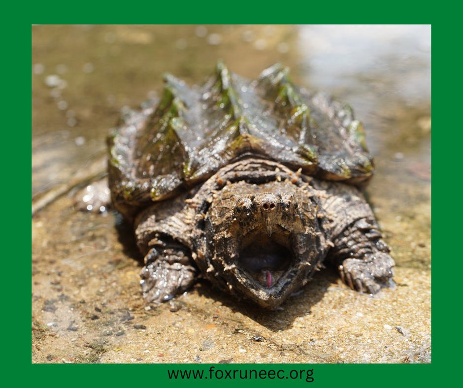 Snapping Turtles: King Of The Pond — Fox Run Environmental Education Center