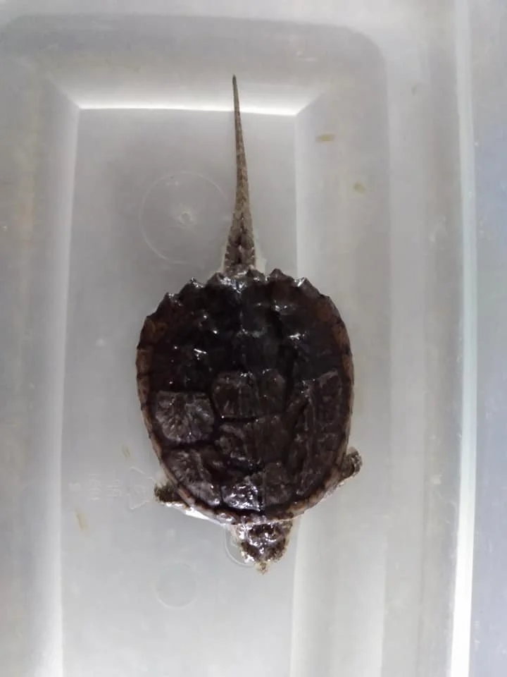 Snapping Turtles: King Of The Pond — Fox Run Environmental Education Center