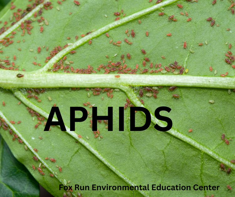Growing Spinach in Zone 6B — Fox Run Environmental Education Center