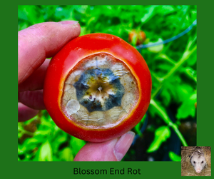 Blossom End Rot: What it is and how to prevent it — Fox Run ...