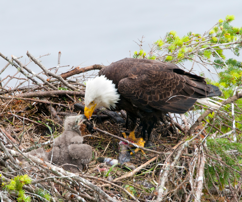 Birds of Prey In Danger! How To Help Protect Them — Fox Run ...
