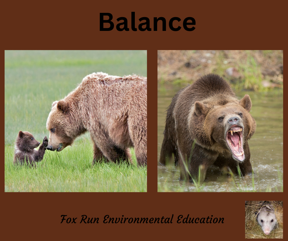 The Epic Grizzly and What We Learn From Grizzly 399 — Fox Run ...