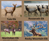Everything You Want To Know About Elk — Fox Run Environmental Education ...