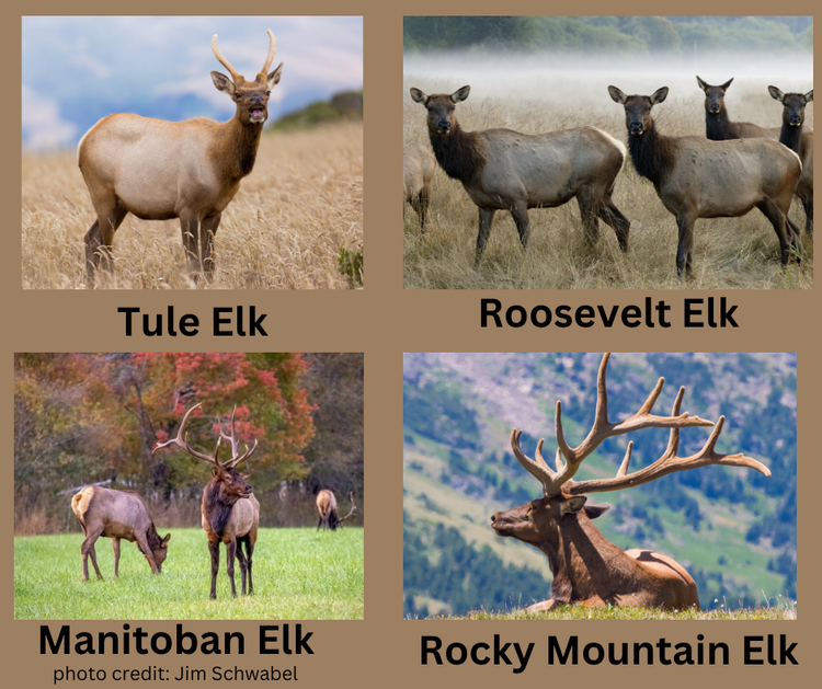 Everything You Want To Know About Elk — Fox Run Environmental Education ...