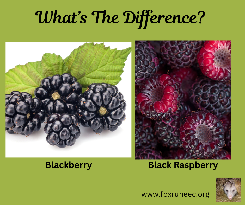 Brambles Are Best! Raspberries in Zone 6 — Fox Run Environmental ...