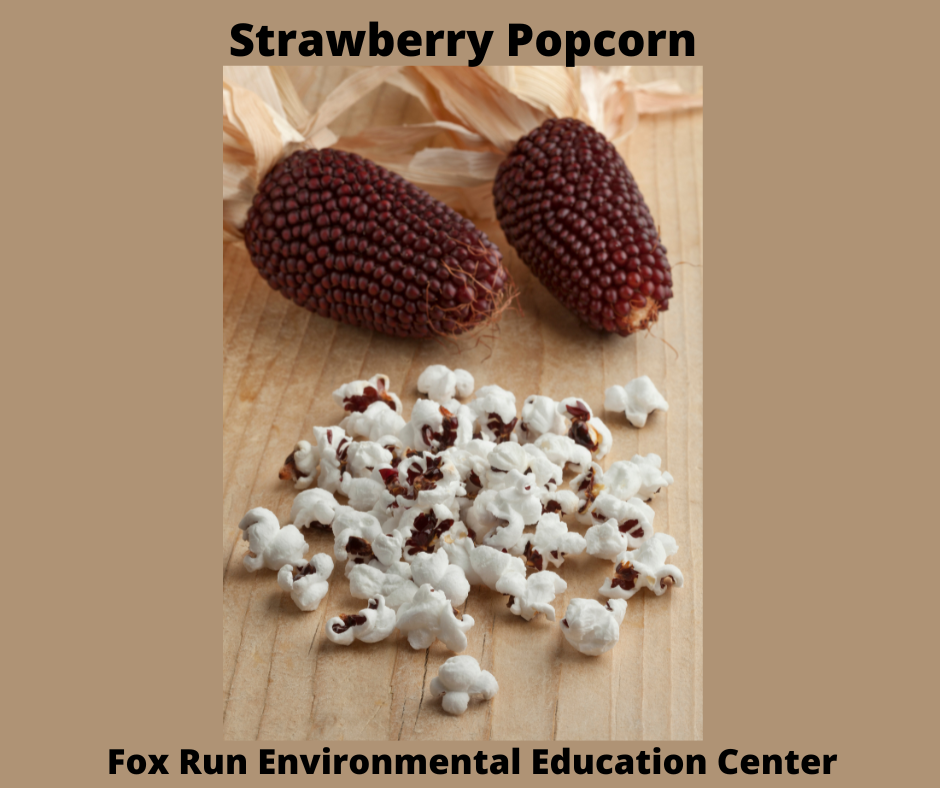 Growing The Best Corn in Zone 6B — Fox Run Environmental Education Center