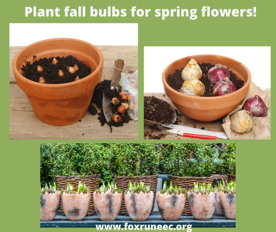 How To Grow Bulbs in Pots for Urban Gardens — Fox Run Environmental ...