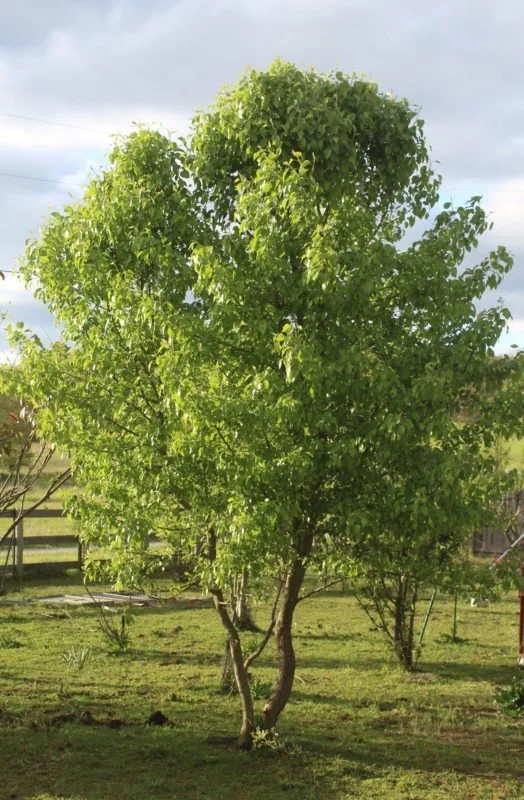 Grow Plums in Zone 6 — Fox Run Environmental Education Center