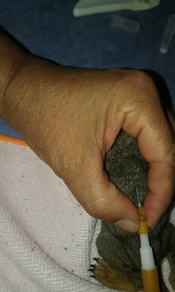 Fluids: Dehydration And Rehydration in Wildlife Rehabilitation — Fox ...