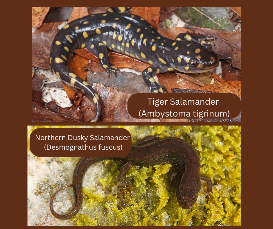 Finding Salamanders: Where To Look & Common Species — Fox Run ...