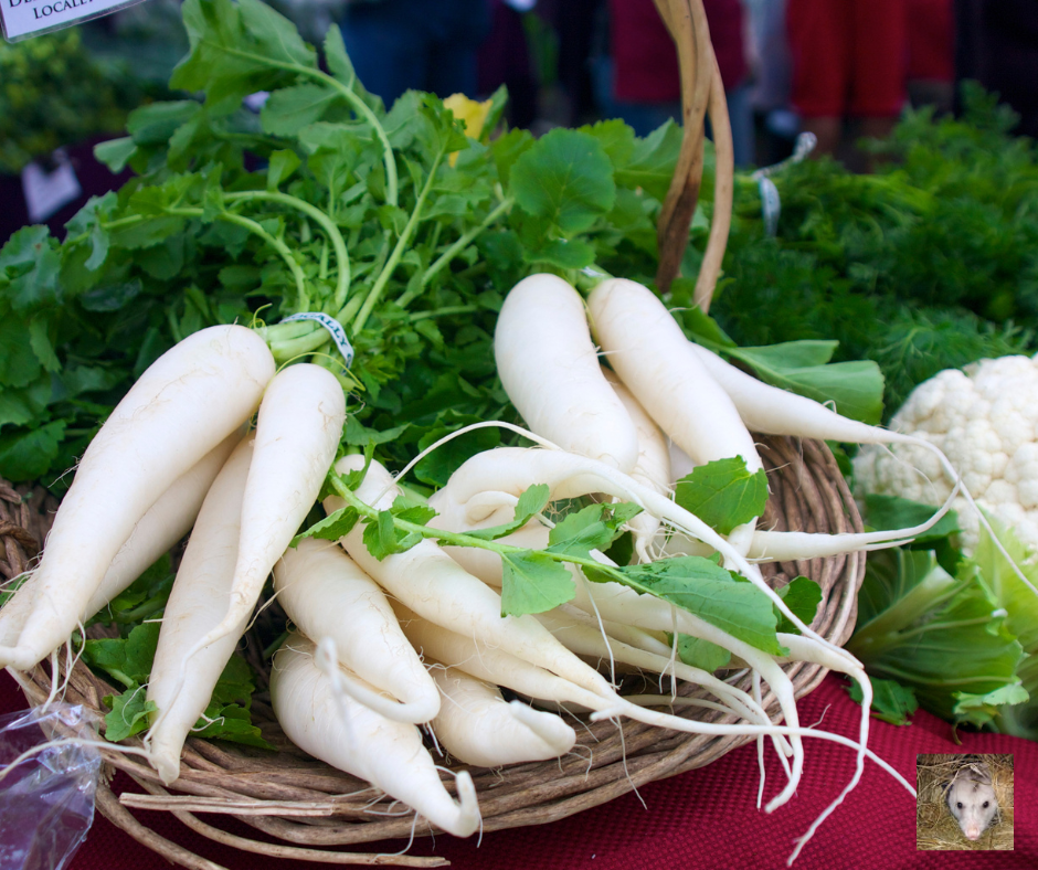 The Complete Radish Growing Guide: Plus Recipe's — Fox Run ...