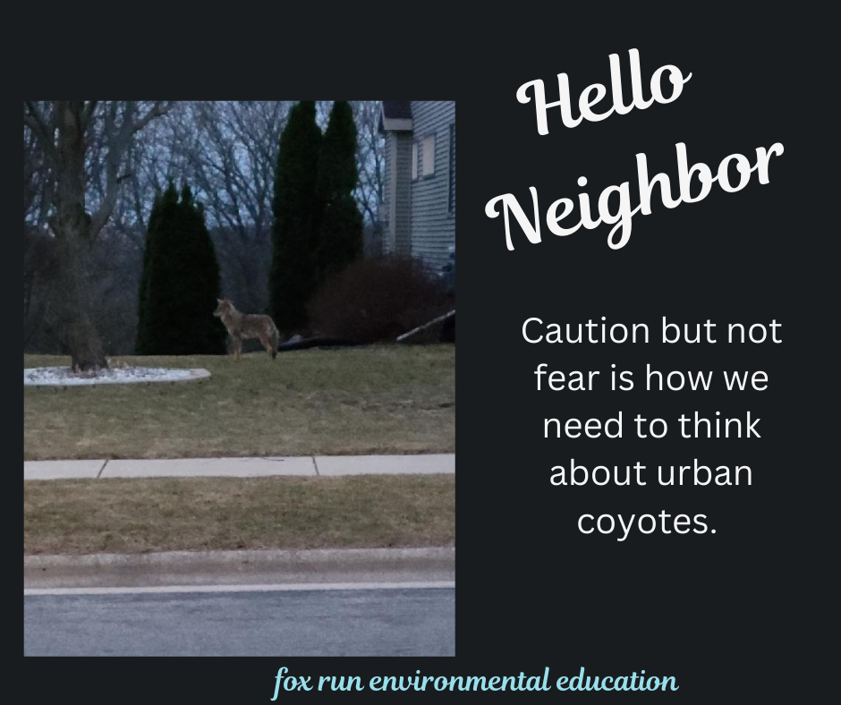 Coyotes in the City: Adaptation and Survival — Fox Run Environmental ...