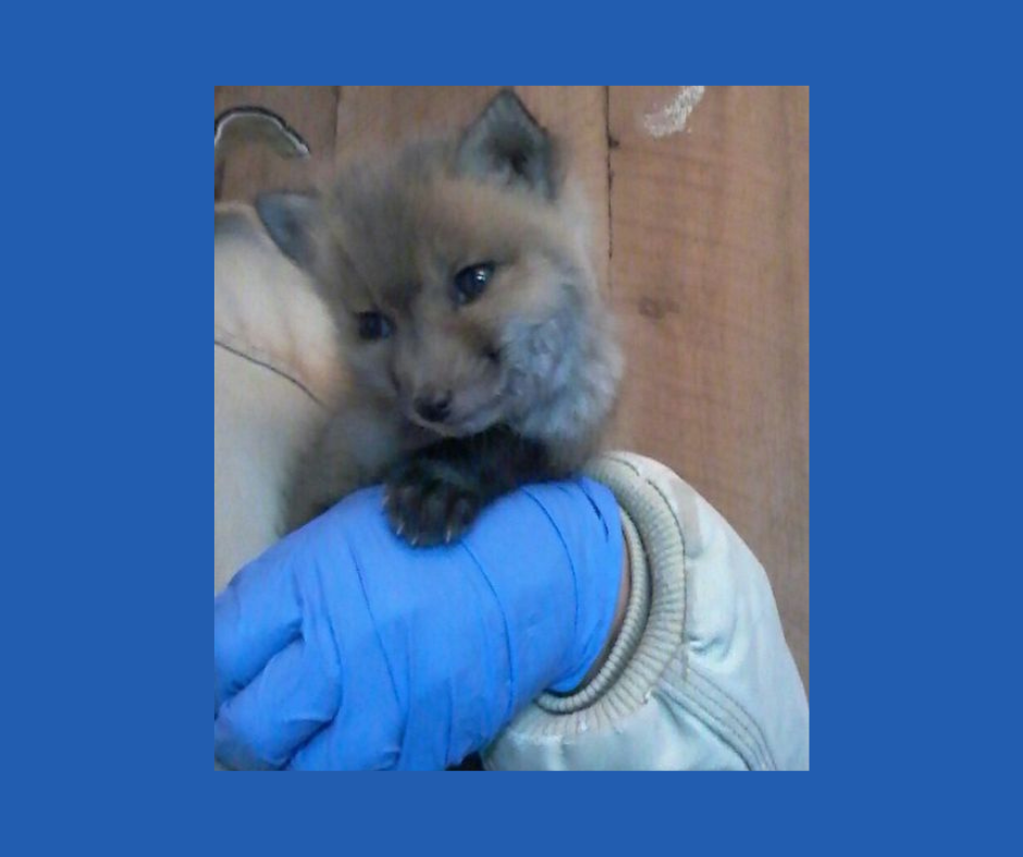 Why We Vaccinate Wildlife — Fox Run Environmental Education Center