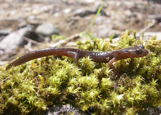 Finding Salamanders: Where To Look & Common Species — Fox Run ...