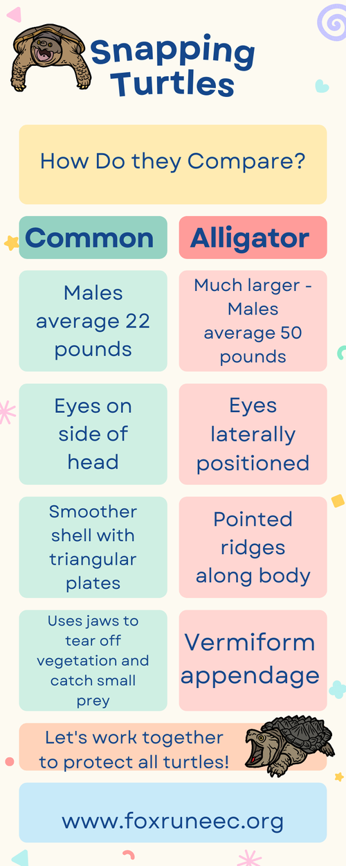 Snapping Turtles: King Of The Pond — Fox Run Environmental Education Center
