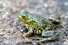 Wisconsin Frogs — Fox Run Environmental Education Center