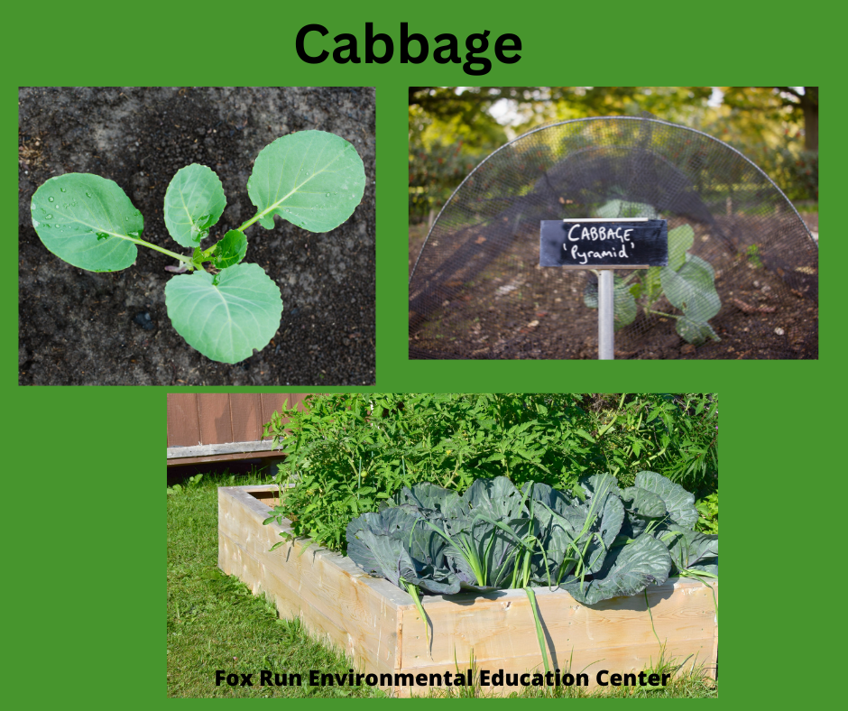 Grow Delicious Cabbage in USDA Zone 6 — Fox Run Environmental Education ...