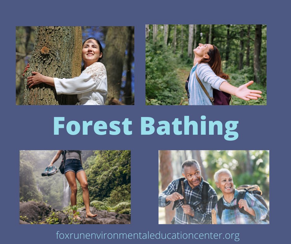 Forest Bathing - Soak in Nature — Fox Run Environmental Education Center