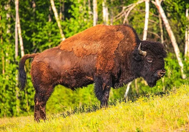 Bison Species