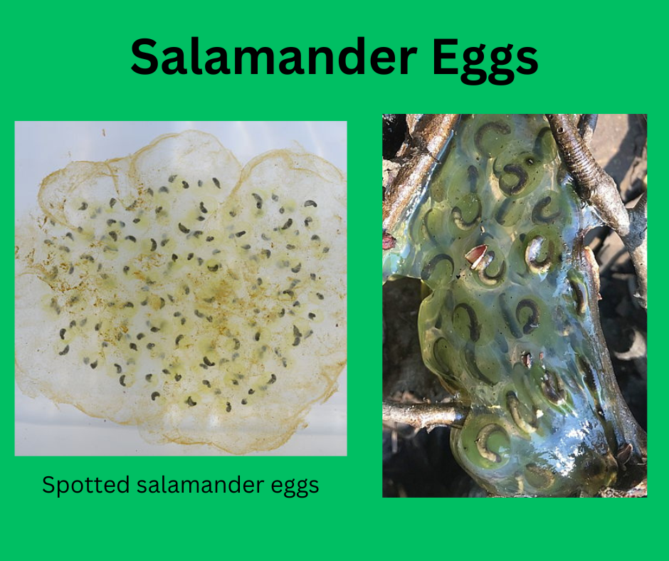 Finding Salamanders: Where To Look & Common Species — Fox Run Environmental Education Center