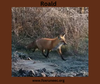The Fantastic Fox — Fox Run Environmental Education Center