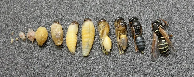 Kentucky Wasps and Hornets — Fox Run Environmental Education Center