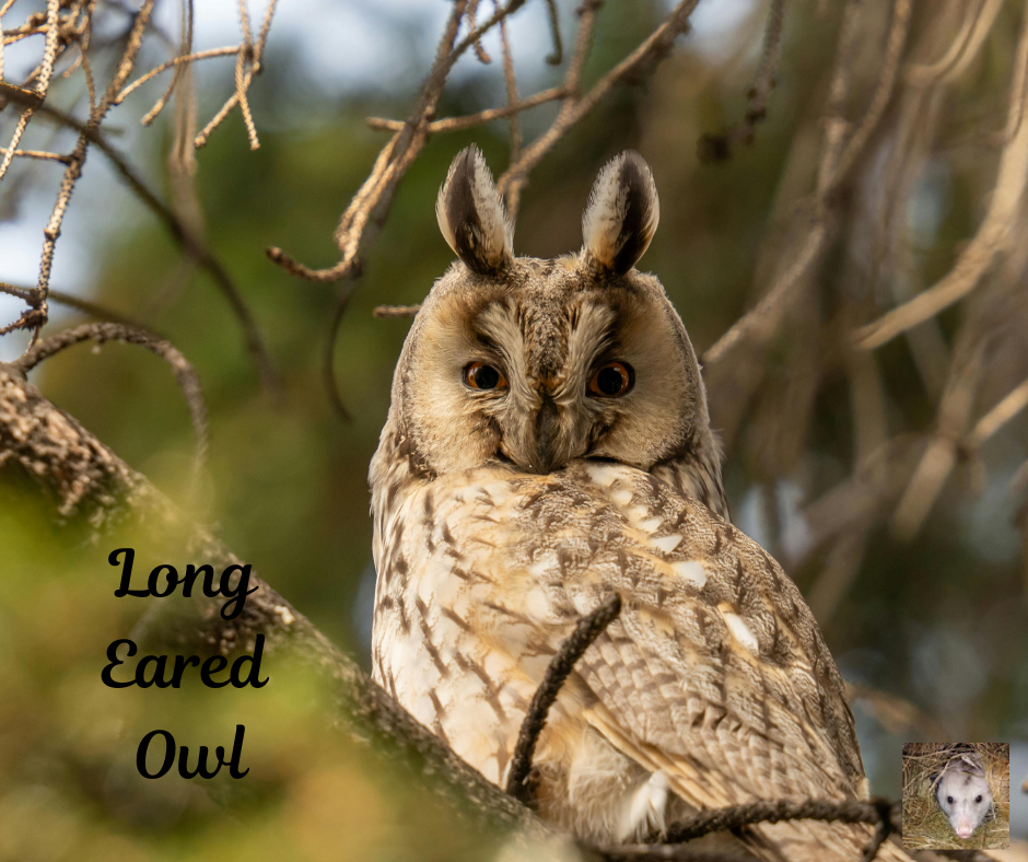 Wisconsin Owls: Whoo Are They & How To Find Them — Fox Run ...