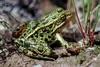 Wisconsin Frogs — Fox Run Environmental Education Center