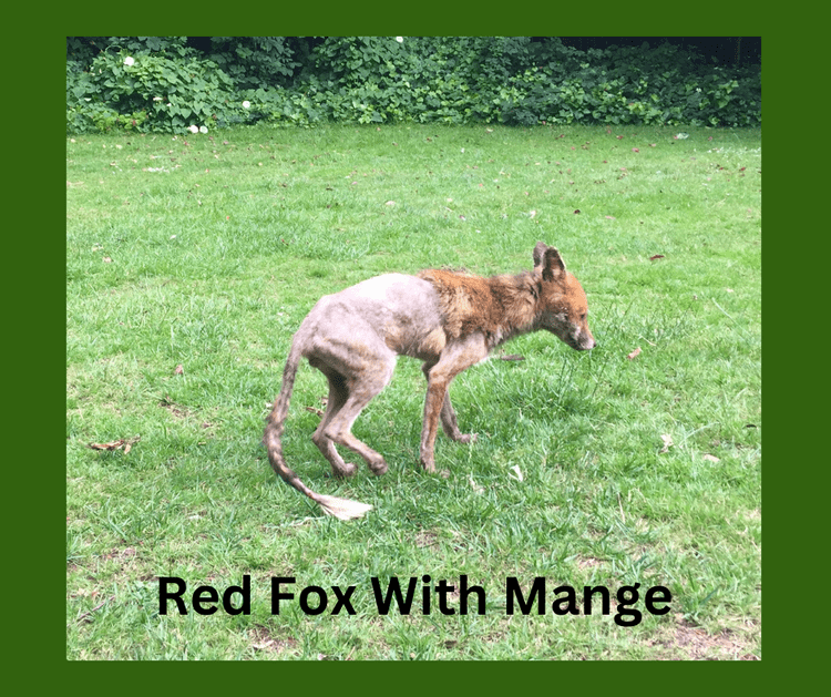 The Fantastic Fox — Fox Run Environmental Education Center