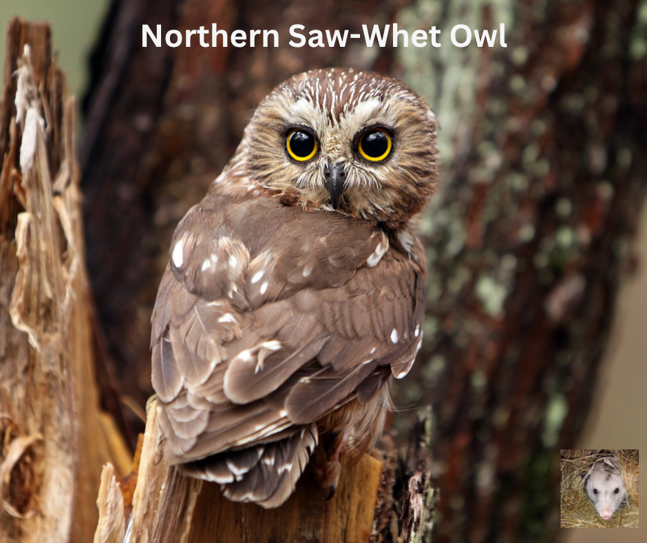 Wisconsin Owls: Whoo Are They & How To Find Them — Fox Run ...