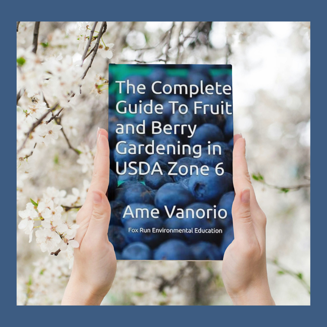 How To Grow Gooseberries in Zone 6 — Fox Run Environmental Education Center