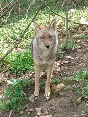 Coyotes in the City: Adaptation and Survival — Fox Run Environmental ...