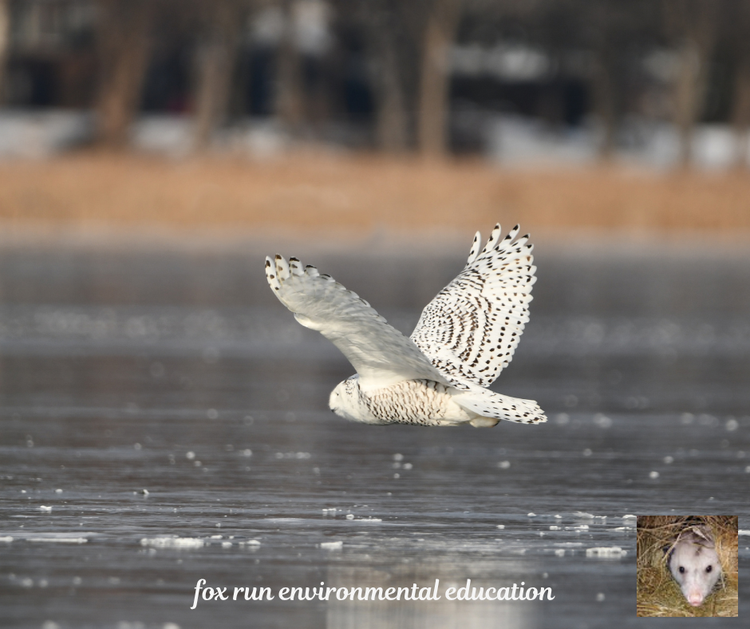 Wisconsin Owls: Whoo Are They & How To Find Them — Fox Run ...