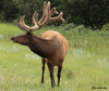 Everything You Want To Know About Elk — Fox Run Environmental Education ...