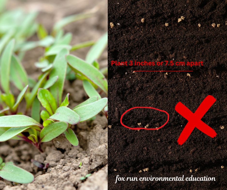 Top 5 Mistakes Growing Beets in Zone 5 & 6 — Fox Run Environmental ...